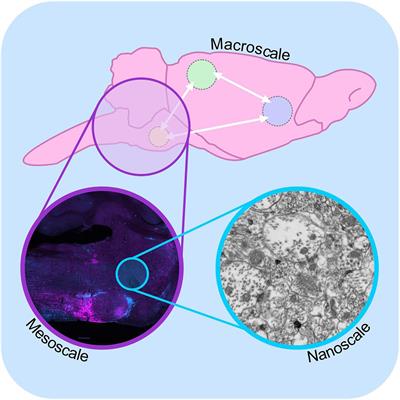 Frontiers | A Student’s Guide to Neural Circuit Tracing